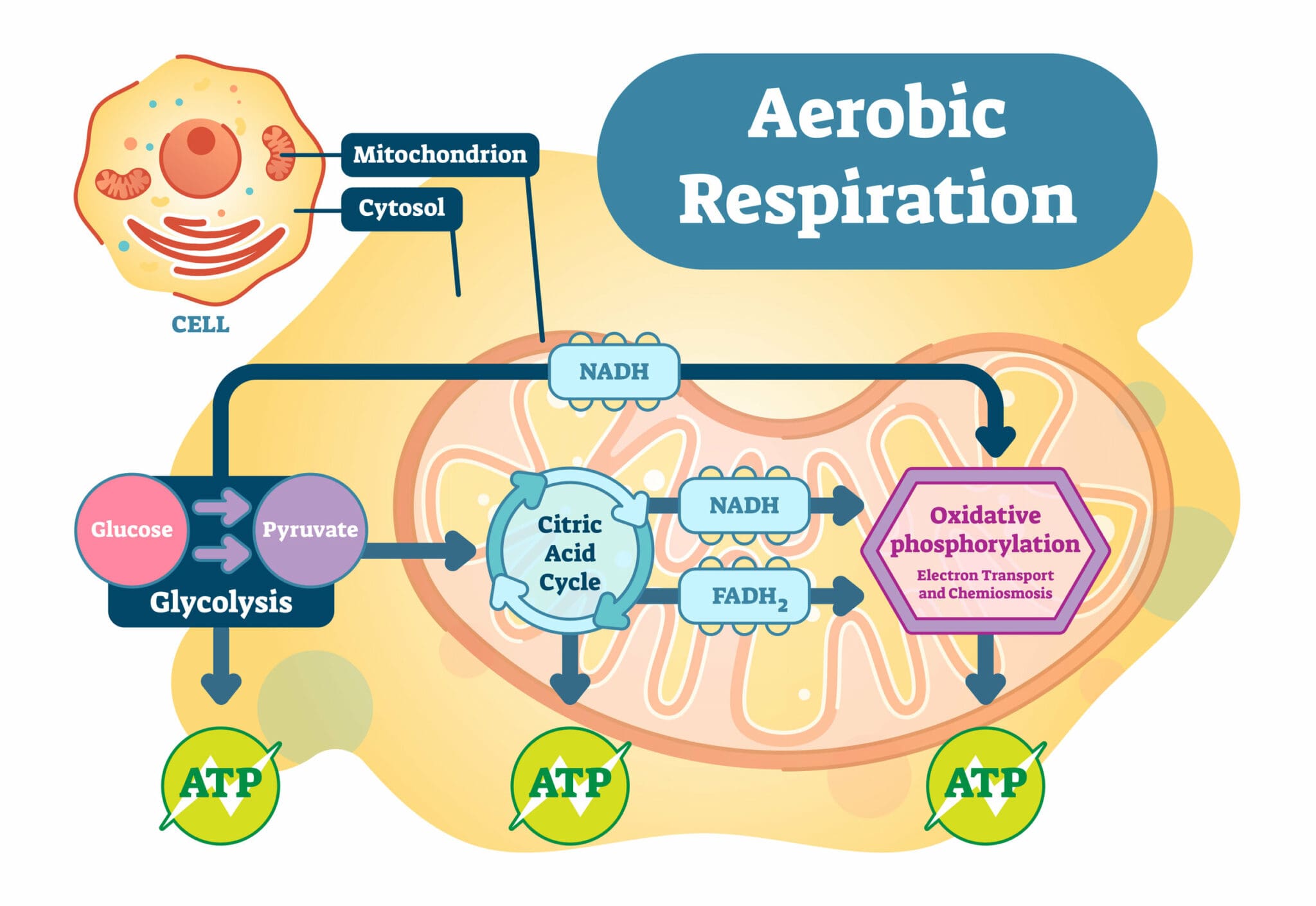 Aerobic respiration and anaerobic respiration | What are they ...