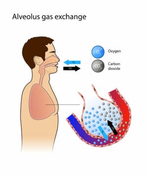 Alveoli | What are alveoli? | How do they work? | Diffusion in lungs