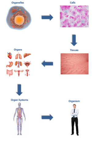 Cell organisation levels | Structure of living things | Tissue & Organs