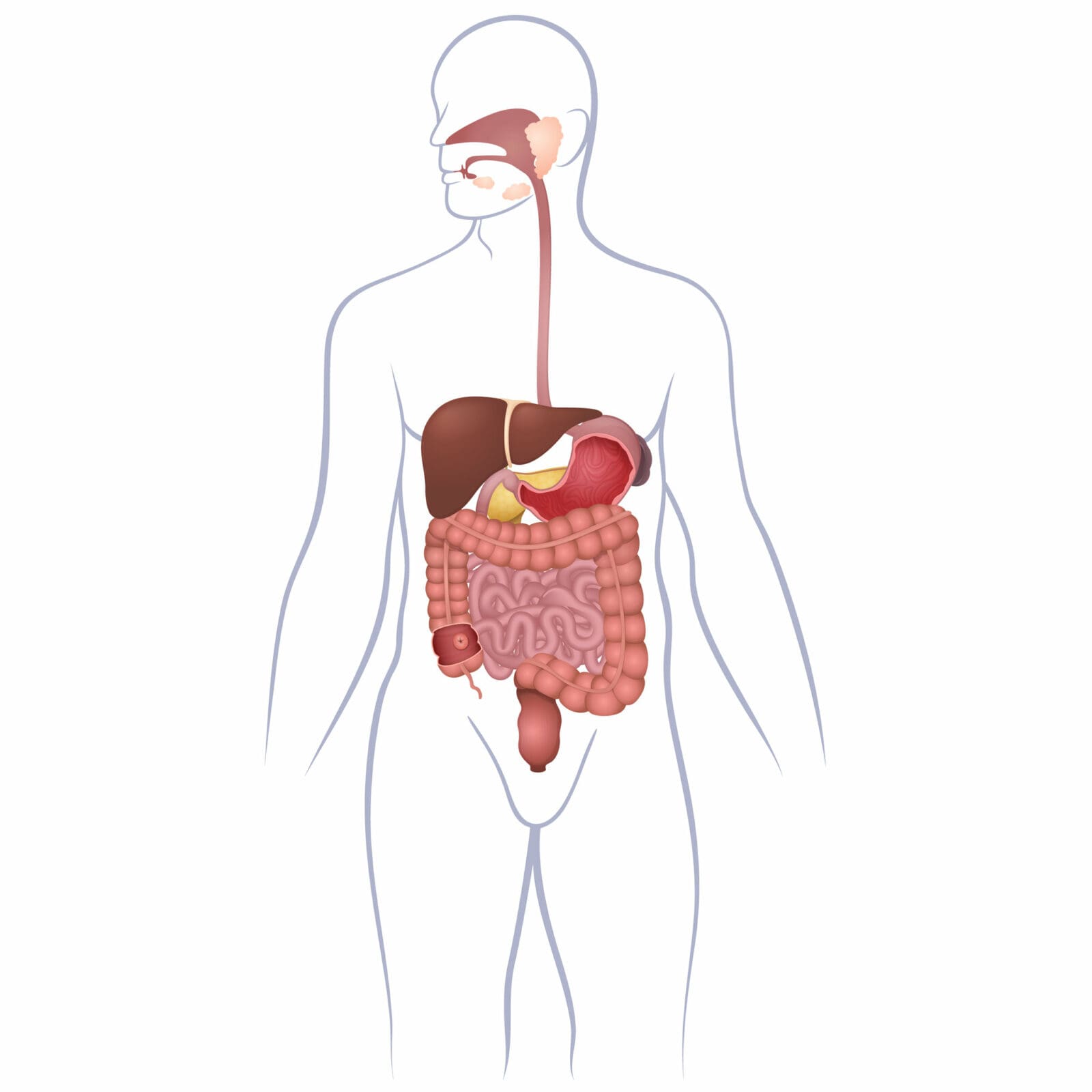 Excretion in humans | Urinary System | Kidney Function & Water Content