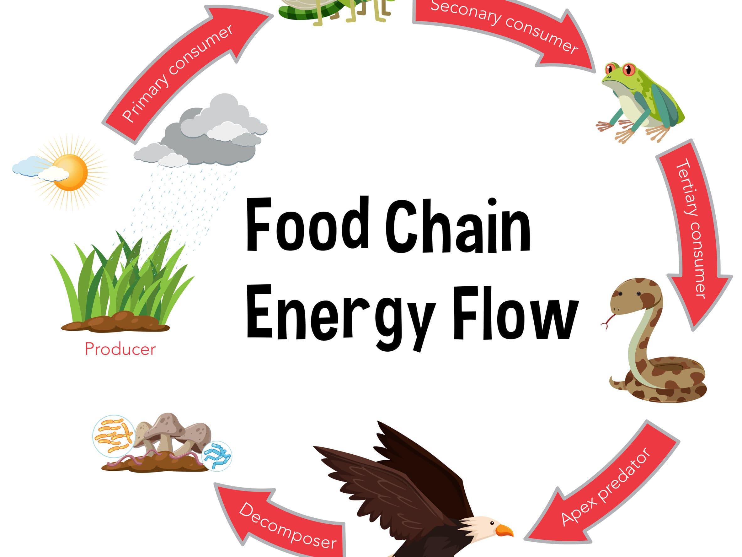 Feeding Relationships In Ecosystems Trophic Levels Food Webs Chains
