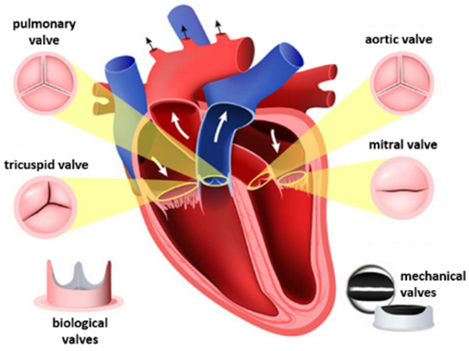 The structure of the human heart and its functions | Valves & Chambers
