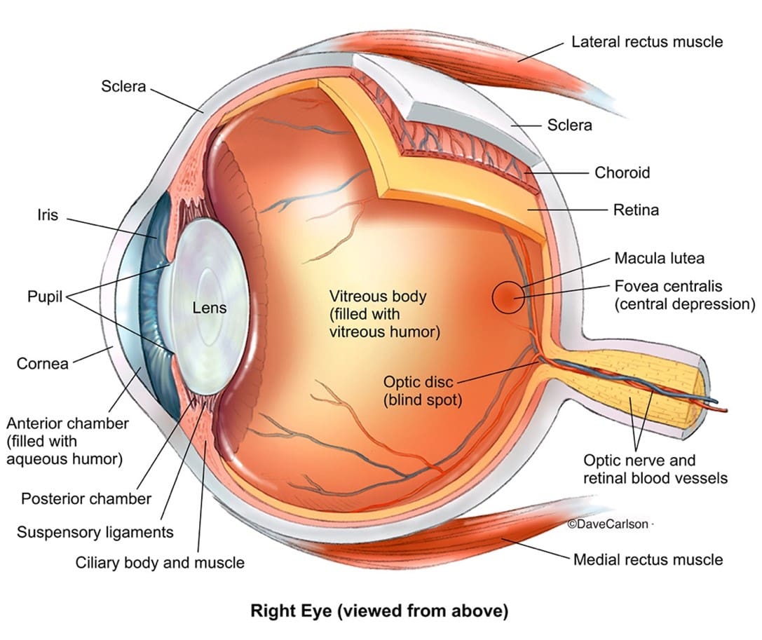 The human eye | Function & Anatomy | Pupil, Retina, Optic Nerve
