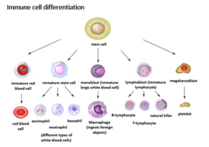Stem cells | What are they? | How they work | Advantages & Disadvantages
