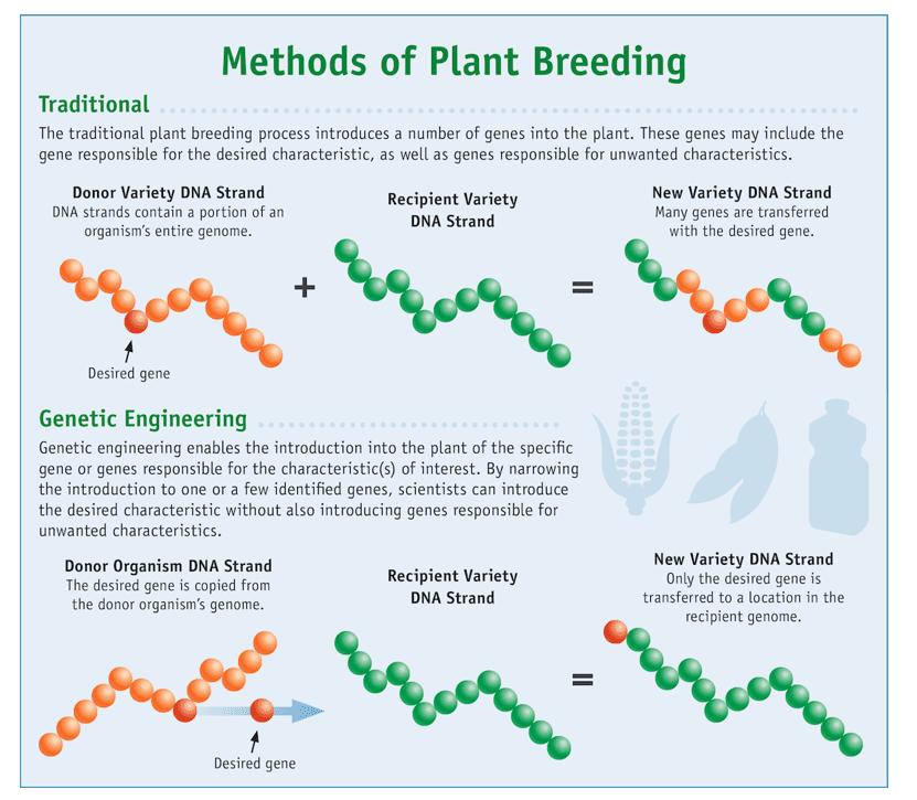 Genetic engineering | Recombinant DNA | Modifying Genes