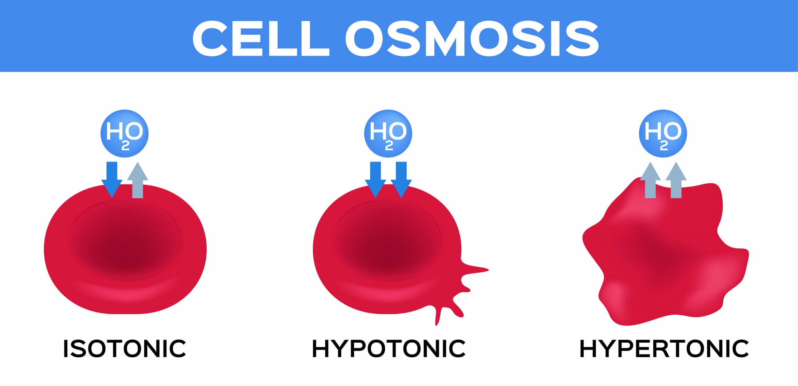 Movement Of Substances Into And Out Of Cells Osmosis Active Transport