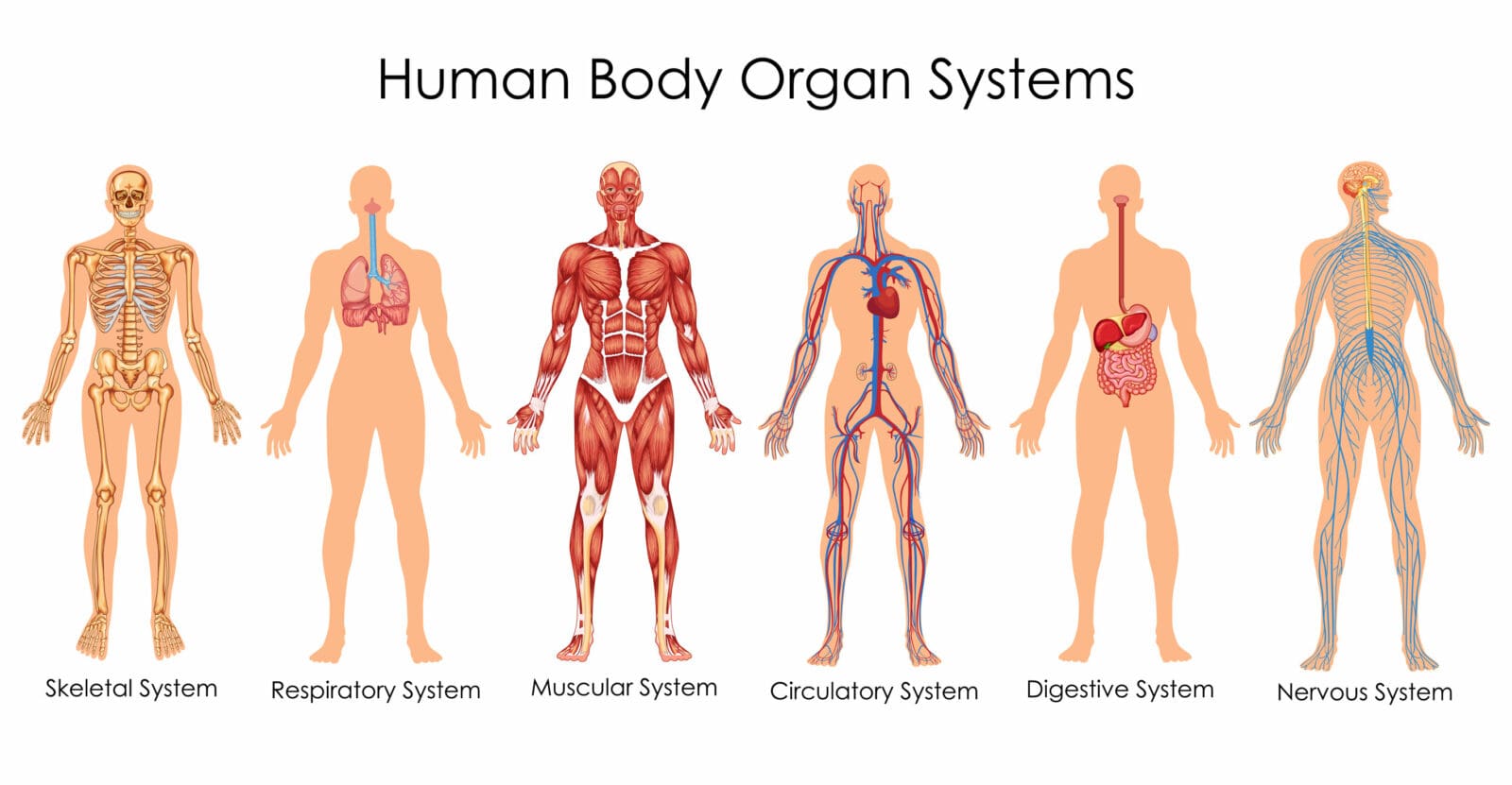 Organ systems in humans | Digestive, Circulatory, Respiratory, Nervous etc