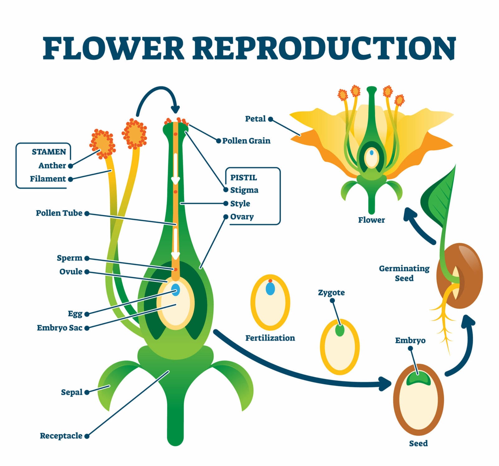 Sexual Reproduction In Flowering Plants Pollination And Germination