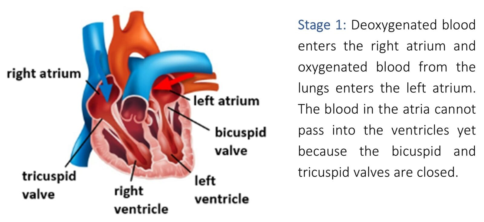 The structure of the human heart and its functions | Valves & Chambers