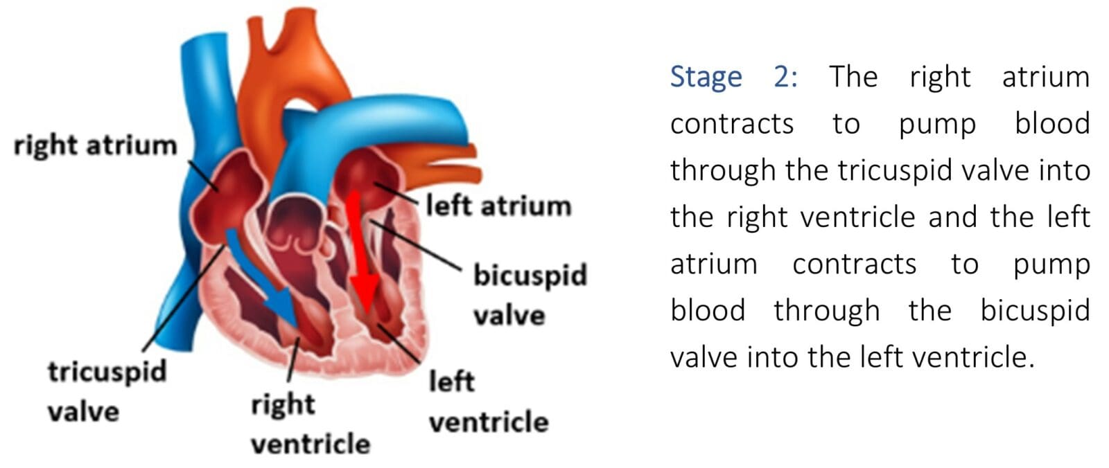 The structure of the human heart and its functions | Valves & Chambers