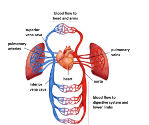 Organ systems in humans | Digestive, Circulatory, Respiratory, Nervous etc