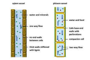 Flowering plants and the role of phloem and xylem | What are they?