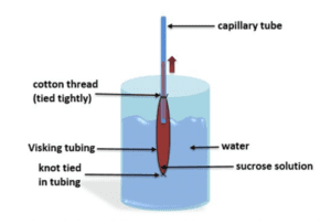 Movement of substances into and out of cells | Osmosis | Active Transport