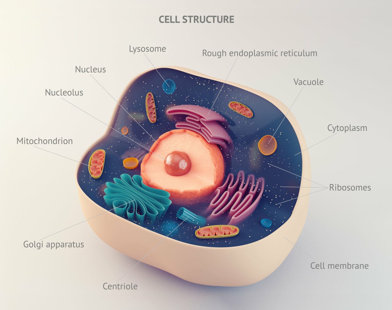 Cell organisation levels | Structure of living things | Tissue & Organs