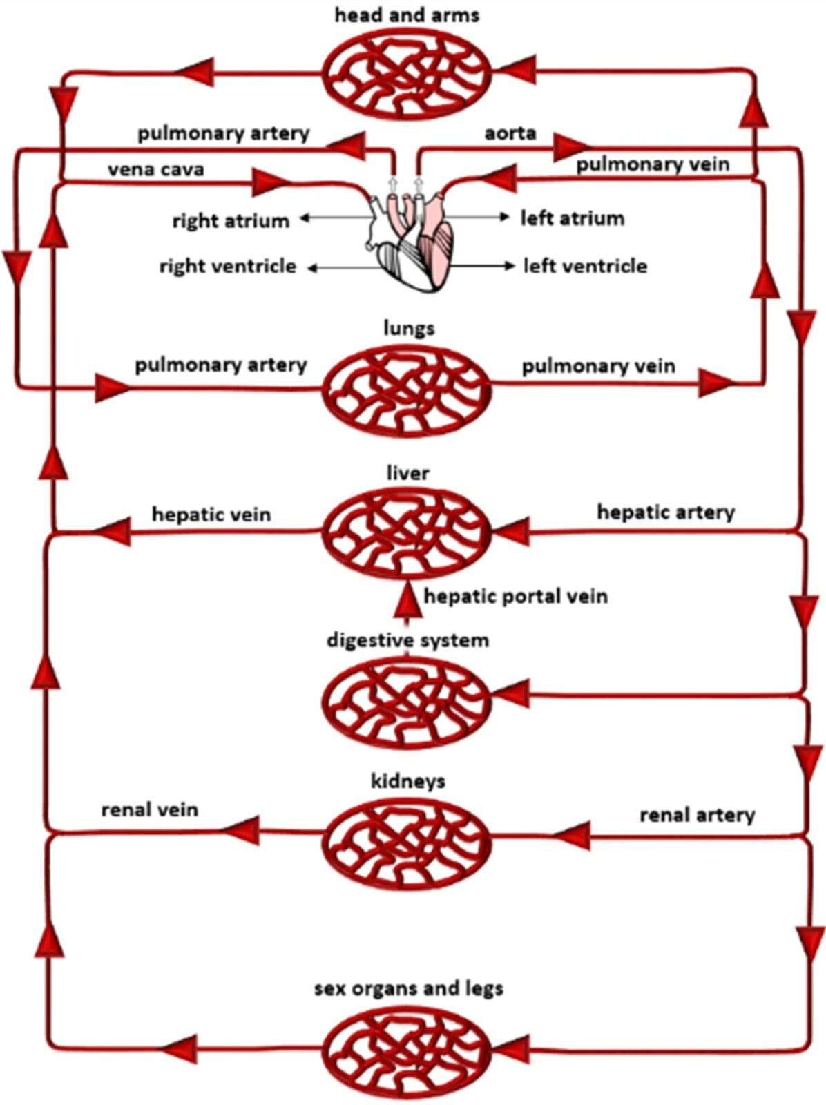 The composition of blood | Plasma, Red & White Blood cells,Platelets