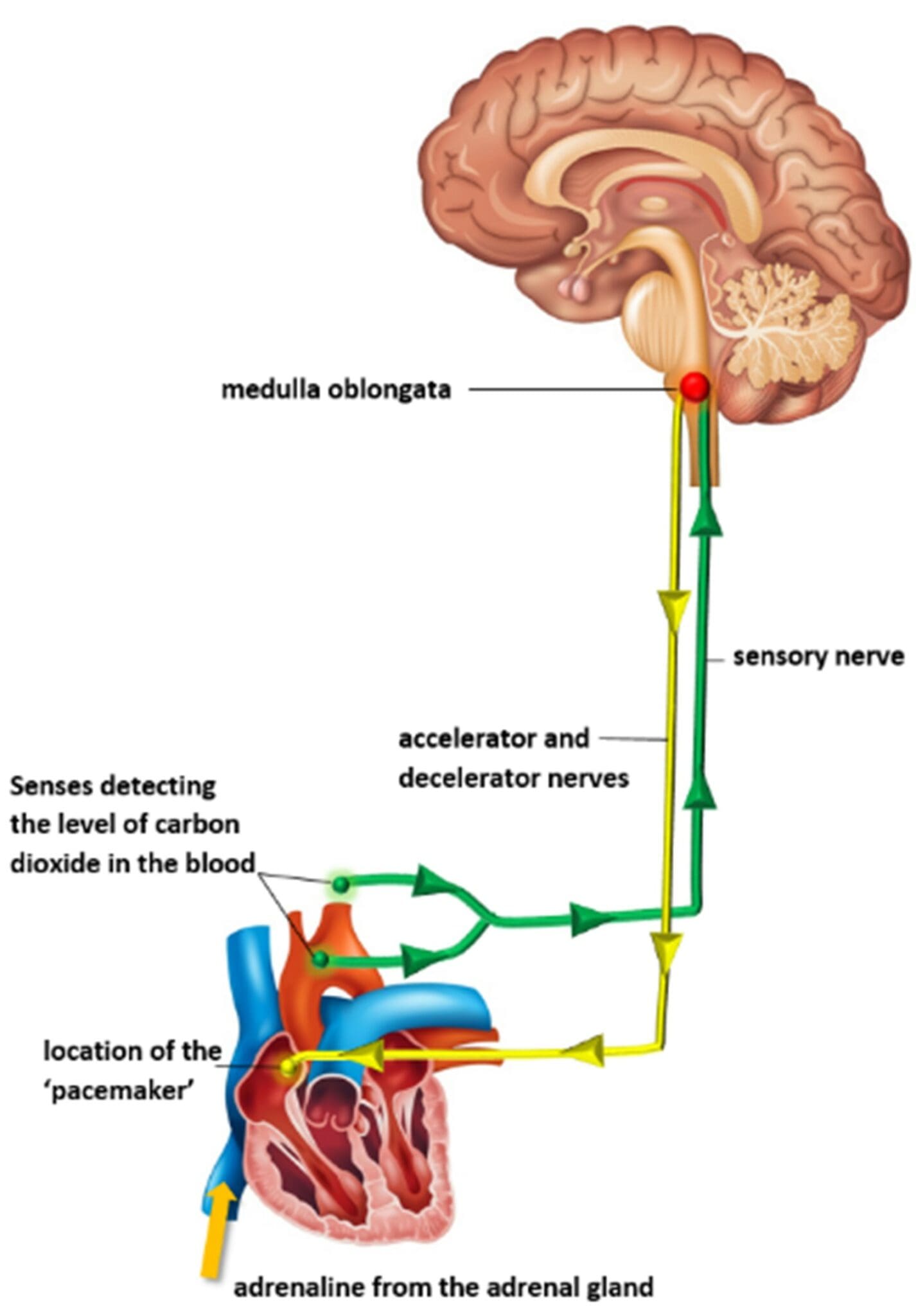 The changes of heart rate | Stroke Volume & Adrenaline Impacts
