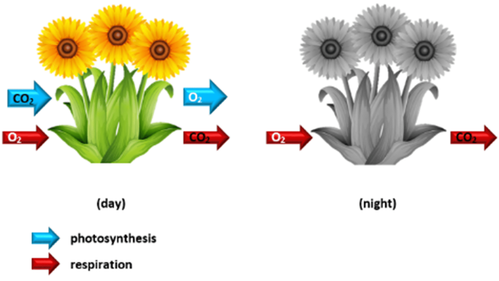 Respiration in flowering plants | Photosynthesis & Respiration