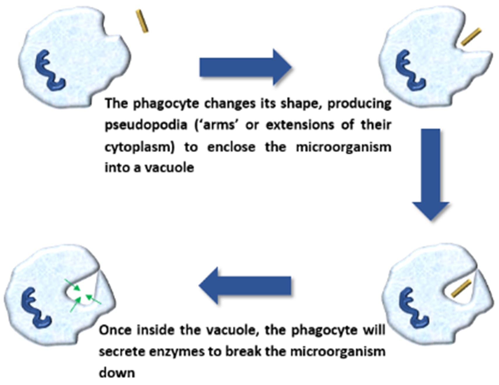 The composition of blood | Plasma, Red & White Blood cells,Platelets