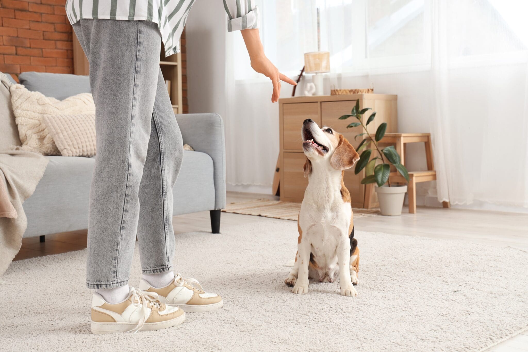 Dog Trainer Qualifications Guide For 2025